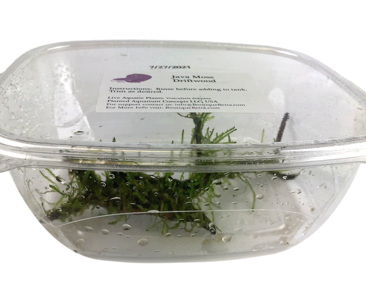 Live Java Moss on Driftwood – BoutiqueBetta