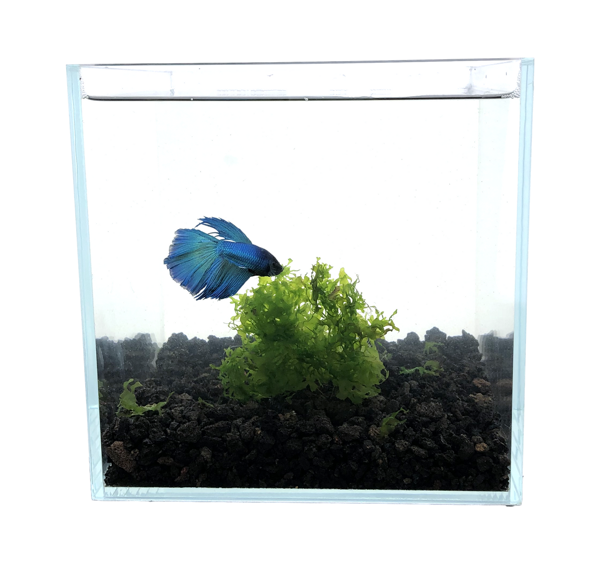 Live Susswassertang Moss – BoutiqueBetta