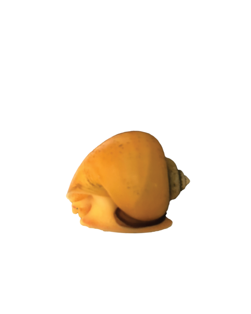 Live Apple Snails – BoutiqueBetta